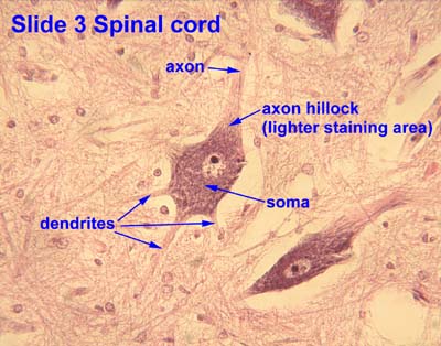 Axon hillock - Wikipedia
